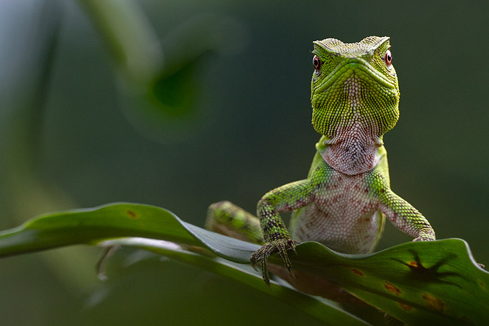 Support project | Reptiles of Ecuador book