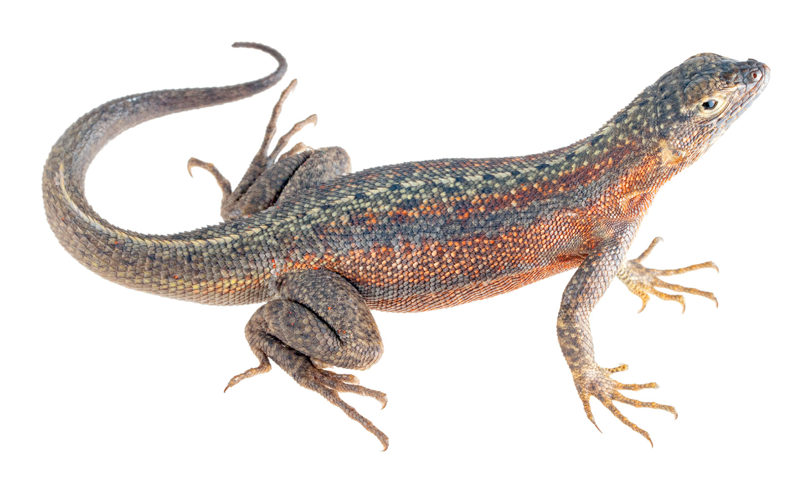 Marchena Lava-Lizard (Microlophus habelii)